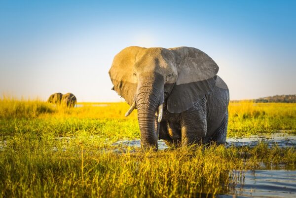 Elephantが含まれる英語表現を7個解説します | ステューディアス英語学院